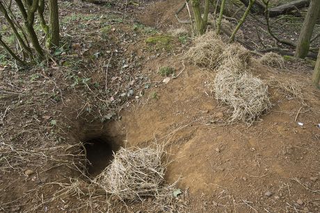 40 Badger nest Stock Pictures, Editorial Images and Stock Photos ...