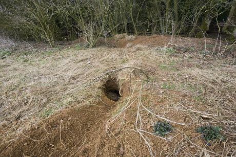 40 Badger nest Stock Pictures, Editorial Images and Stock Photos ...
