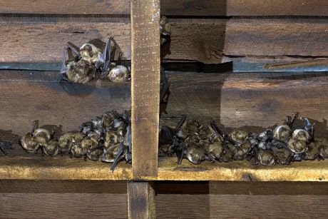 Big Brown Bat Eptesicus Fuscus Adults Editorial Stock Photo - Stock ...
