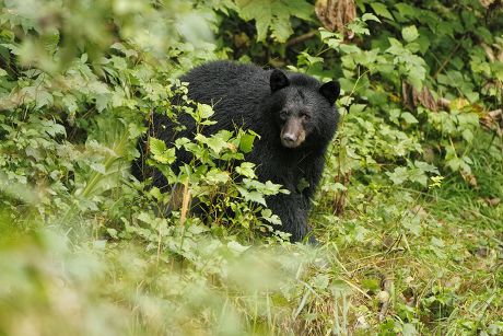 21 Kermodes Stock Pictures, Editorial Images and Stock Photos ...