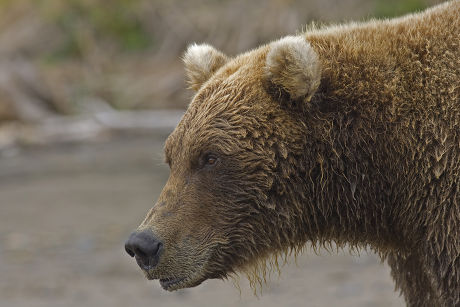 23 Katmai bay Stock Pictures, Editorial Images and Stock Photos ...