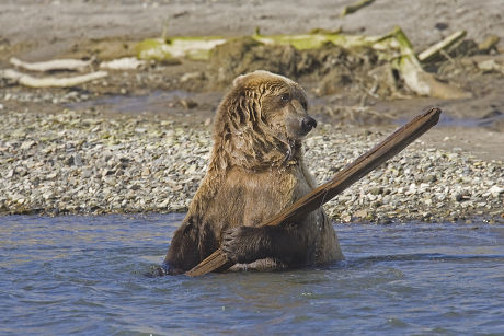 23 Katmai bay Stock Pictures, Editorial Images and Stock Photos ...
