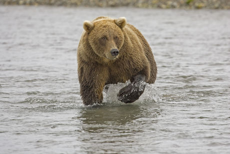 23 Katmai bay Stock Pictures, Editorial Images and Stock Photos ...