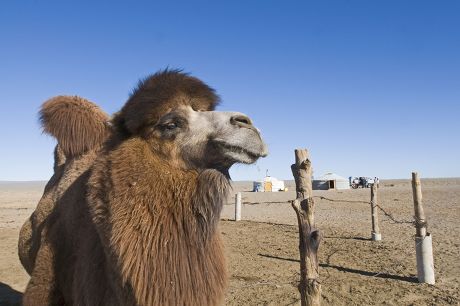 Domesticated Bactrian Camel Camelus Bactrianus Breeding Editorial Stock ...