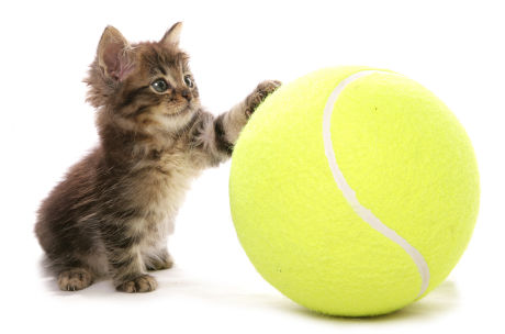 84 Kitten ball Stock Pictures, Editorial Images and Stock Photos ...