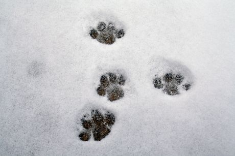Domestic Cat Footprints Snow Covered Garden Editorial Stock Photo ...