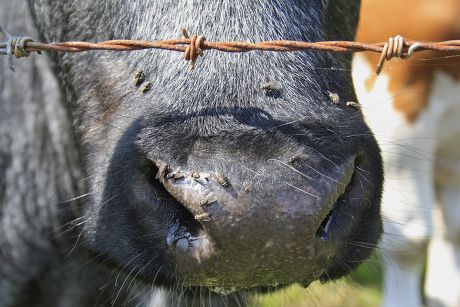 Domestic Cattle Beef Calf Nose Flies Editorial Stock Photo - Stock ...