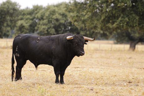 Domestic Cattle Spanish Fighting Bull Bull Editorial Stock Photo ...