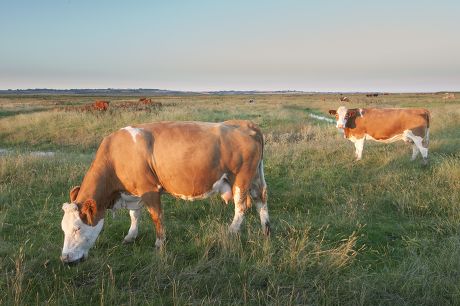 Domestic Cattle Beef Crossbreed Cows Feeding Editorial Stock Photo ...