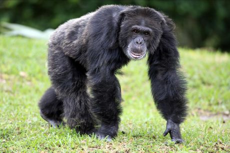 Chimpanzee Pan Troglodytes Adult Male Knuckle Editorial Stock Photo ...