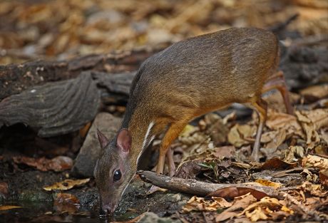 Lesser Mousedeer Tragulus Kanchil Adult Male Editorial Stock Photo ...