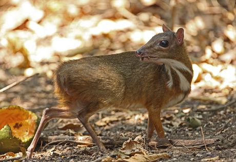14 Mousedeer Stock Pictures, Editorial Images and Stock Photos ...