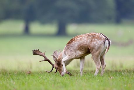 31 Ground rut Stock Pictures, Editorial Images and Stock Photos ...