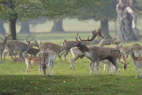 Fallow Deer Dama Dama Buck Roaring Editorial Stock Photo - Stock Image ...