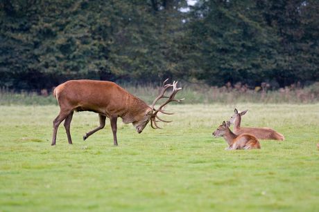 31 Ground rut Stock Pictures, Editorial Images and Stock Photos ...