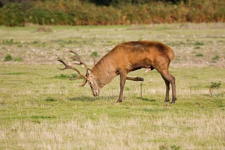 31 Ground rut Stock Pictures, Editorial Images and Stock Photos ...