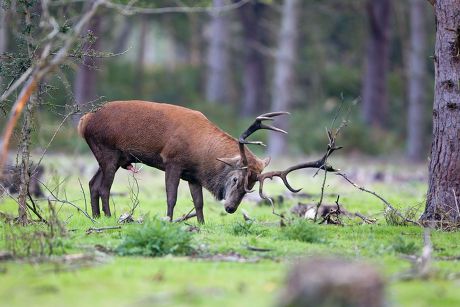 31 Ground rut Stock Pictures, Editorial Images and Stock Photos ...