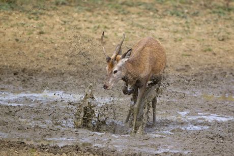Red Deer Cervus Elaphus Young Stag Editorial Stock Photo - Stock Image ...