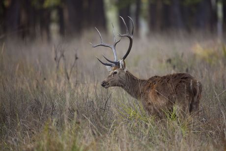 19 Barasinga Stock Pictures, Editorial Images and Stock Photos ...