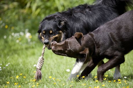Domestic Dog Border Collie Adult Male Editorial Stock Photo - Stock ...