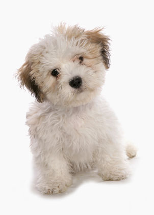 Domestic Dog Shichon Shih Tzu X Editorial Stock Photo - Stock Image ...