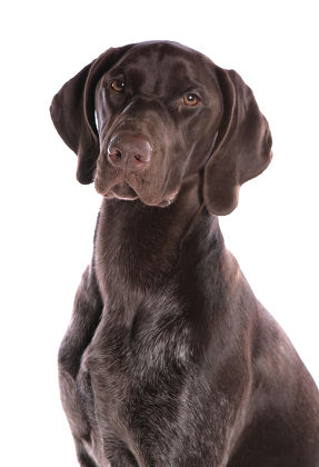Domestic Dog German Shorthaired Pointer Adult Editorial Stock Photo ...
