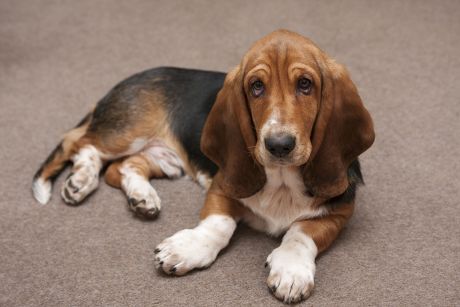 28 Bassets Stock Pictures, Editorial Images and Stock Photos | Shutterstock