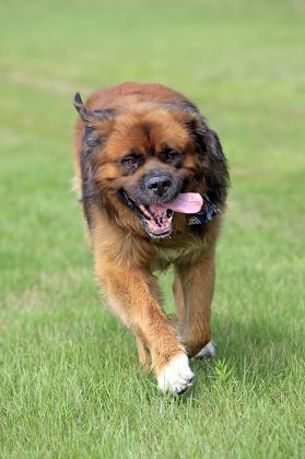 7 Beardogs Stock Pictures, Editorial Images and Stock Photos | Shutterstock