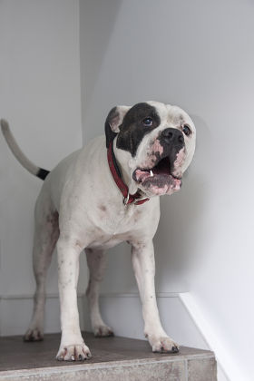 Domestic Dog Old Tyme Bulldog Adult Editorial Stock Photo - Stock Image ...