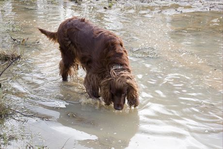 Domestic Dog Irish Setter Adult Drinking Editorial Stock Photo - Stock ...