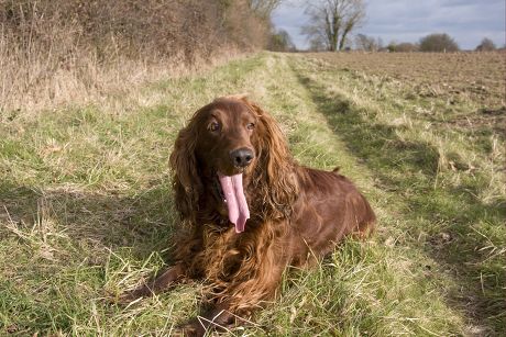 Domestic Dog Irish Setter Adult Female Editorial Stock Photo - Stock ...