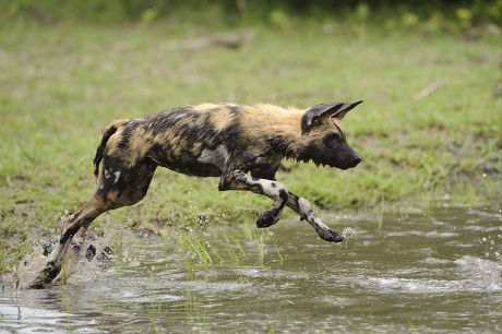 African Wild Dog Lycaon Pictus Pup Editorial Stock Photo - Stock Image ...