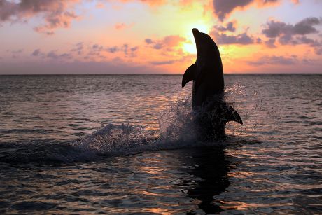 Common Bottlenose Dolphin Tursiops Truncatus Adult Editorial Stock ...