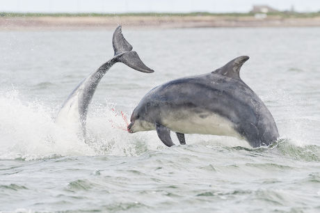 Bottlenose Dolphin Tursiops Truncatus Two Adults Editorial Stock Photo ...