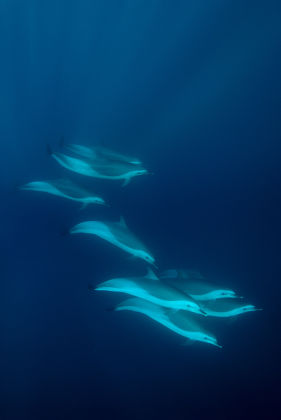 60 Dolphin pods Stock Pictures, Editorial Images and Stock Photos ...