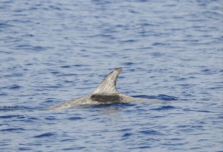 Rissos Dolphin Grampus Griseus Adult Dorsal Editorial Stock Photo ...