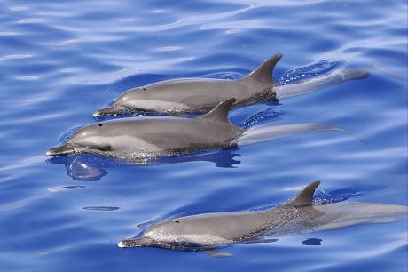 60 Dolphin pods Stock Pictures, Editorial Images and Stock Photos ...