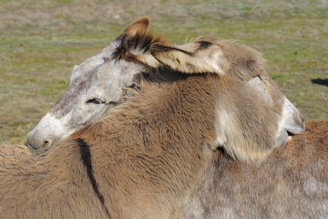 Donkey Two Adults Mutual Grooming Heads Editorial Stock Photo - Stock ...