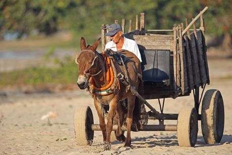 15 Mule carts Stock Pictures, Editorial Images and Stock Photos ...