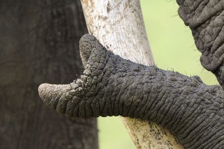 64 Elephant teeth Stock Pictures, Editorial Images and Stock Photos ...