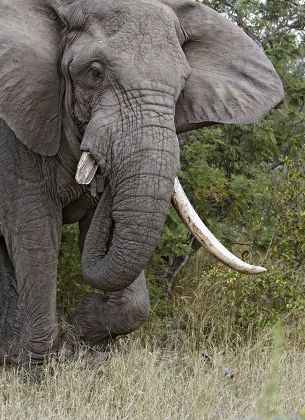 64 Elephant teeth Stock Pictures, Editorial Images and Stock Photos ...