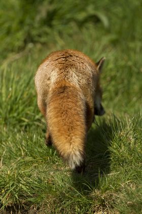 87 Fox tail Stock Pictures, Editorial Images and Stock Photos ...