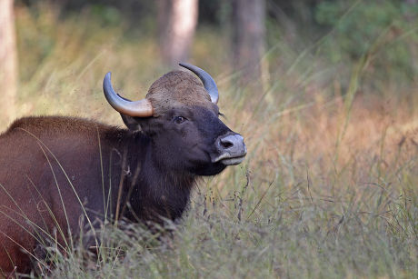 Gaur Bos Gaurus Adult Female Standing Editorial Stock Photo - Stock ...