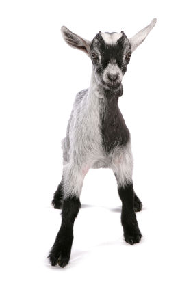 Domestic Goat Pygmy Goat Kid Standing Editorial Stock Photo - Stock ...
