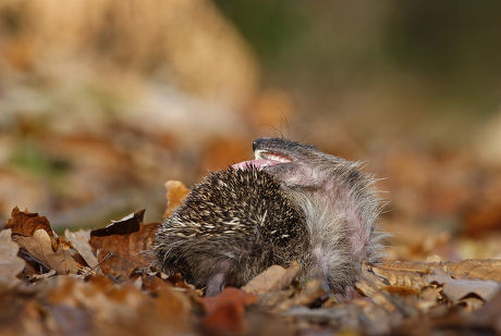 European Hedgehog Erinaceus Europaeus Immature Anointing Editorial ...