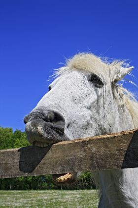 Horse Pony Grey Adult Cribbiting Windsucking Editorial Stock Photo ...