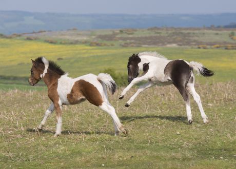 Horse Dartmoor Pony Two Foals Galloping Editorial Stock Photo - Stock Image | Shutterstock