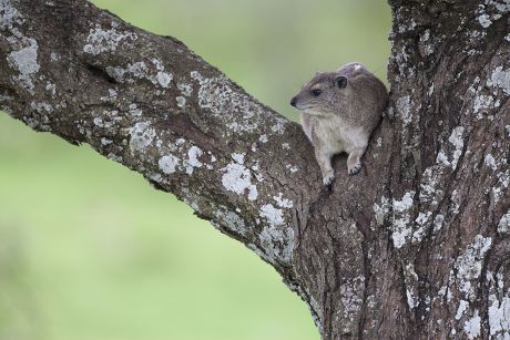 22 Procaviidae Stock Pictures, Editorial Images and Stock Photos ...