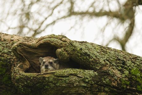 22 Procaviidae Stock Pictures, Editorial Images and Stock Photos ...