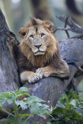 31 Fallen lion Stock Pictures, Editorial Images and Stock Photos ...